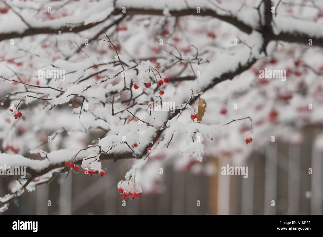 Red berries with snow on them Stock Photo - Alamy
