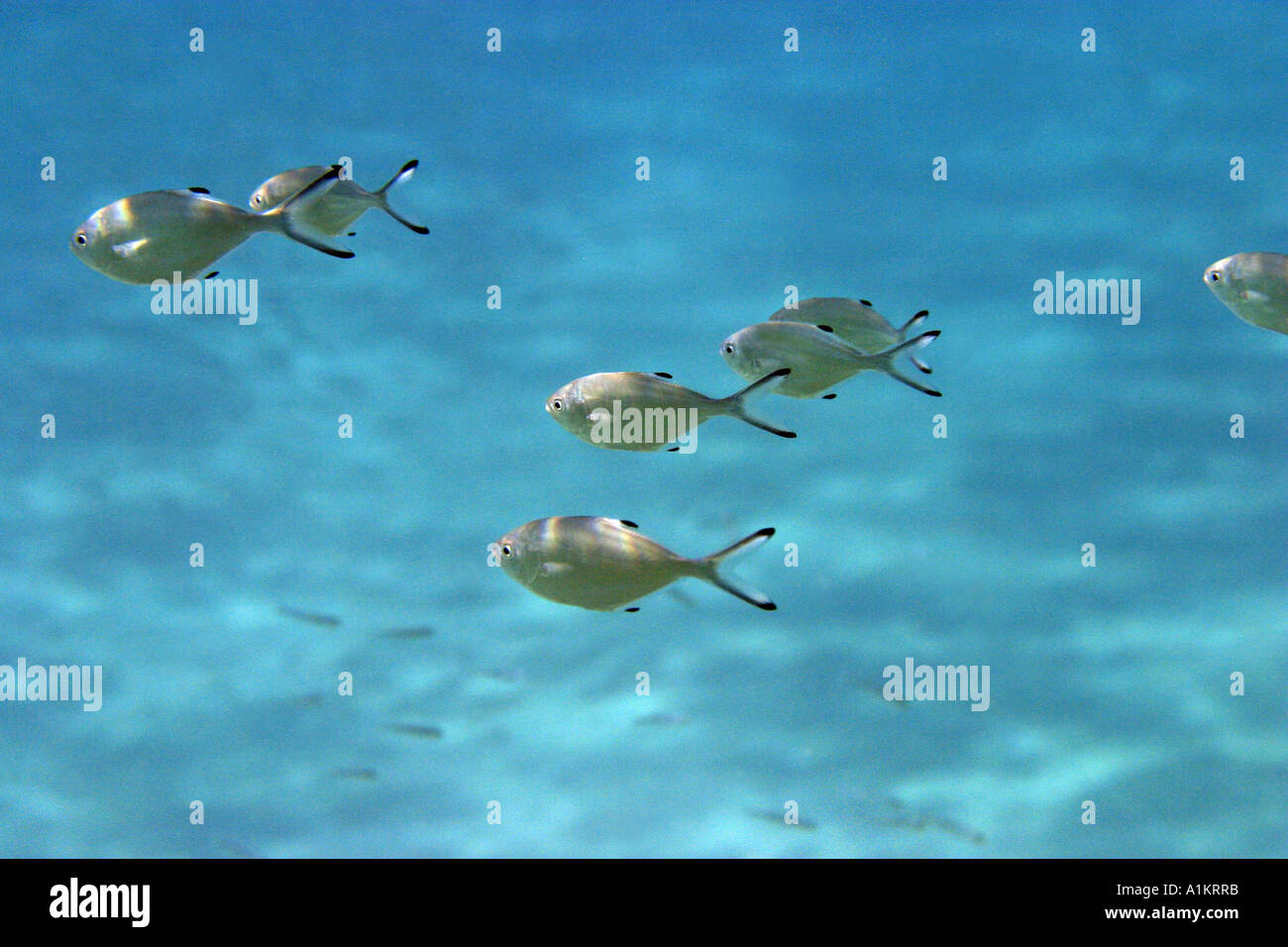 Trachinotus ovatus hi-res stock photography and images - Alamy