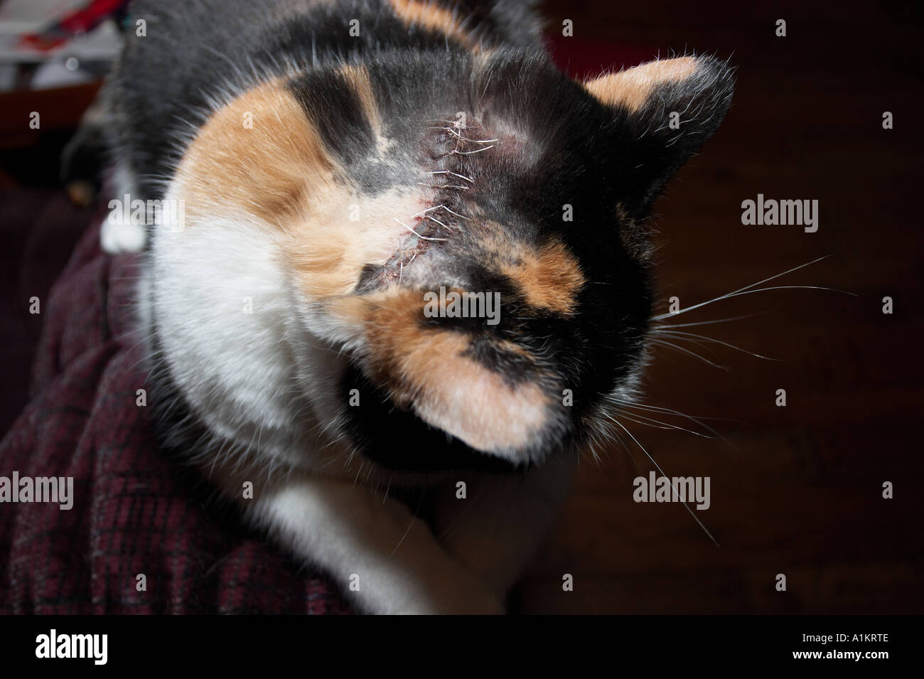 Cat with stitches on back of head due to a veterinary surgery Stock ...