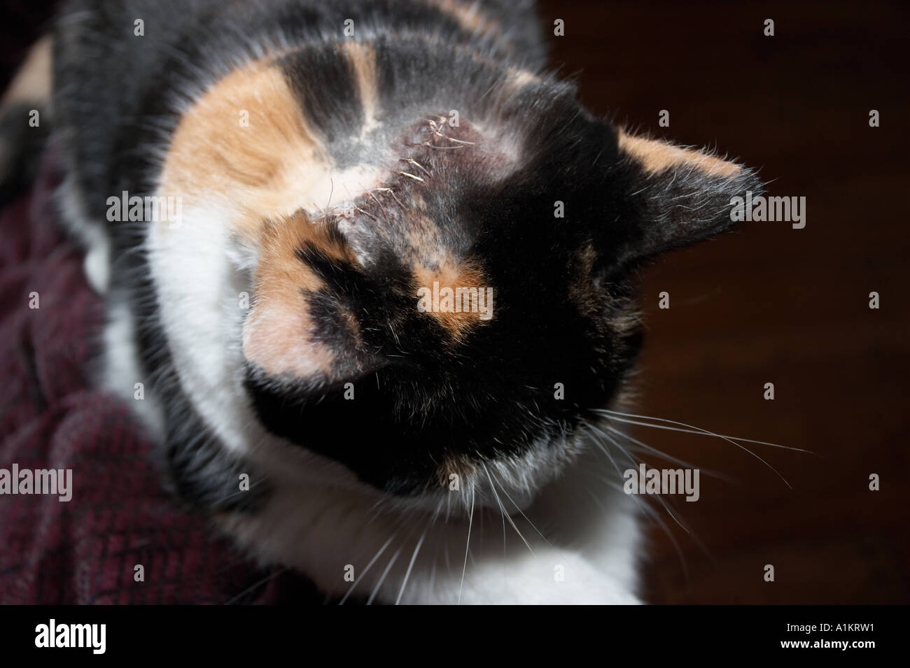 Cat with stitches on back of head due to a veterinary surgery Stock ...