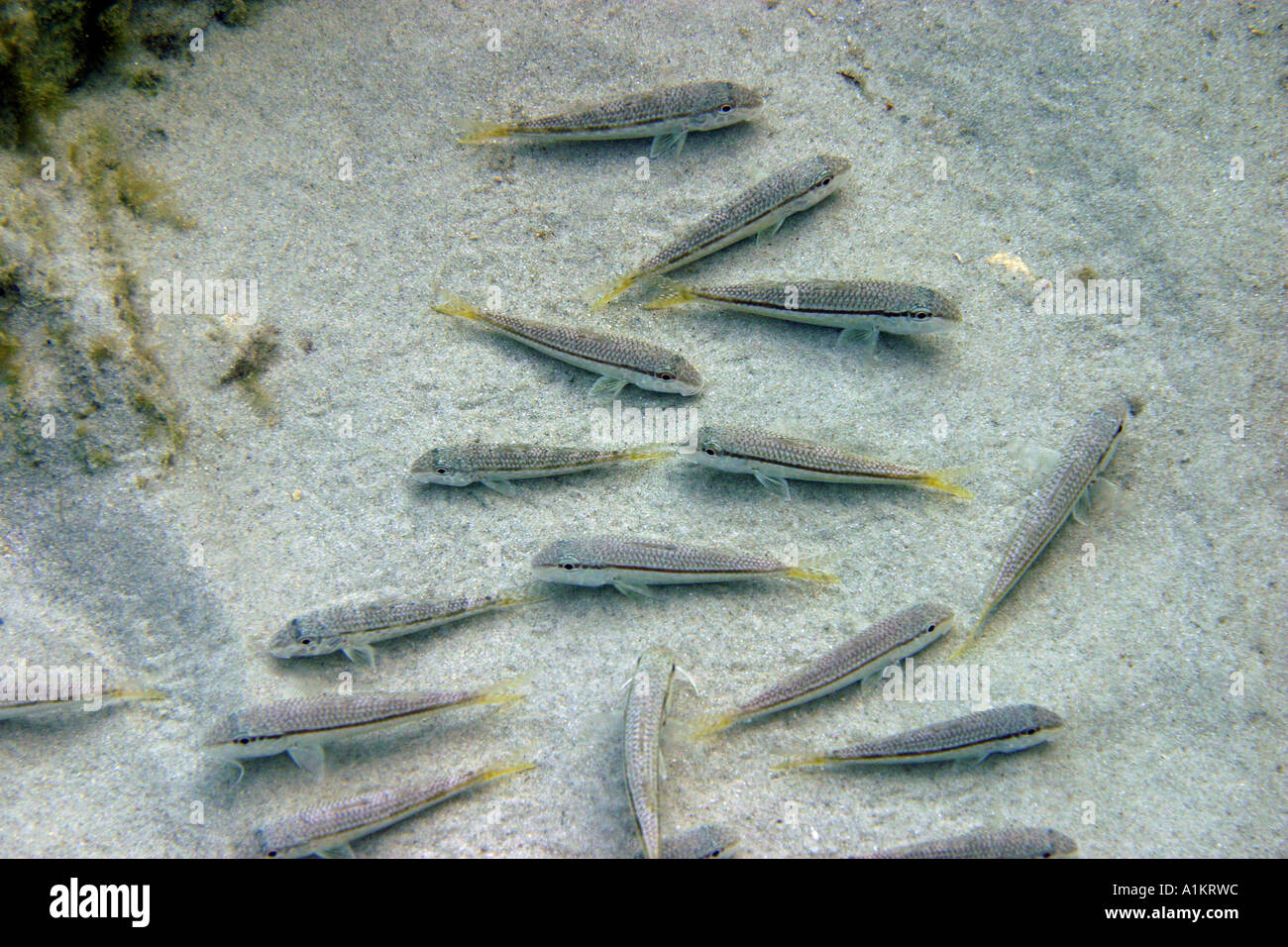 plain red mullet, mullus barbatus, Halkidiki,Greece,Aegean ...