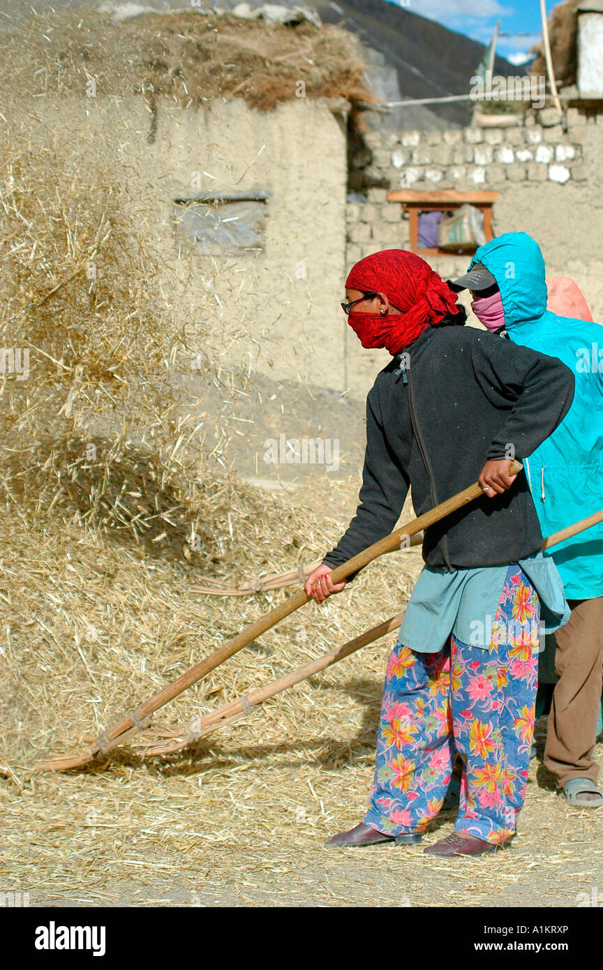 Separating the chaff hi-res stock photography and images - Alamy