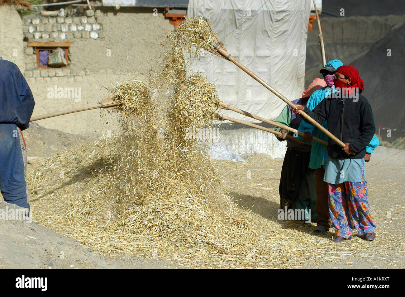 Separating the chaff hi-res stock photography and images - Alamy