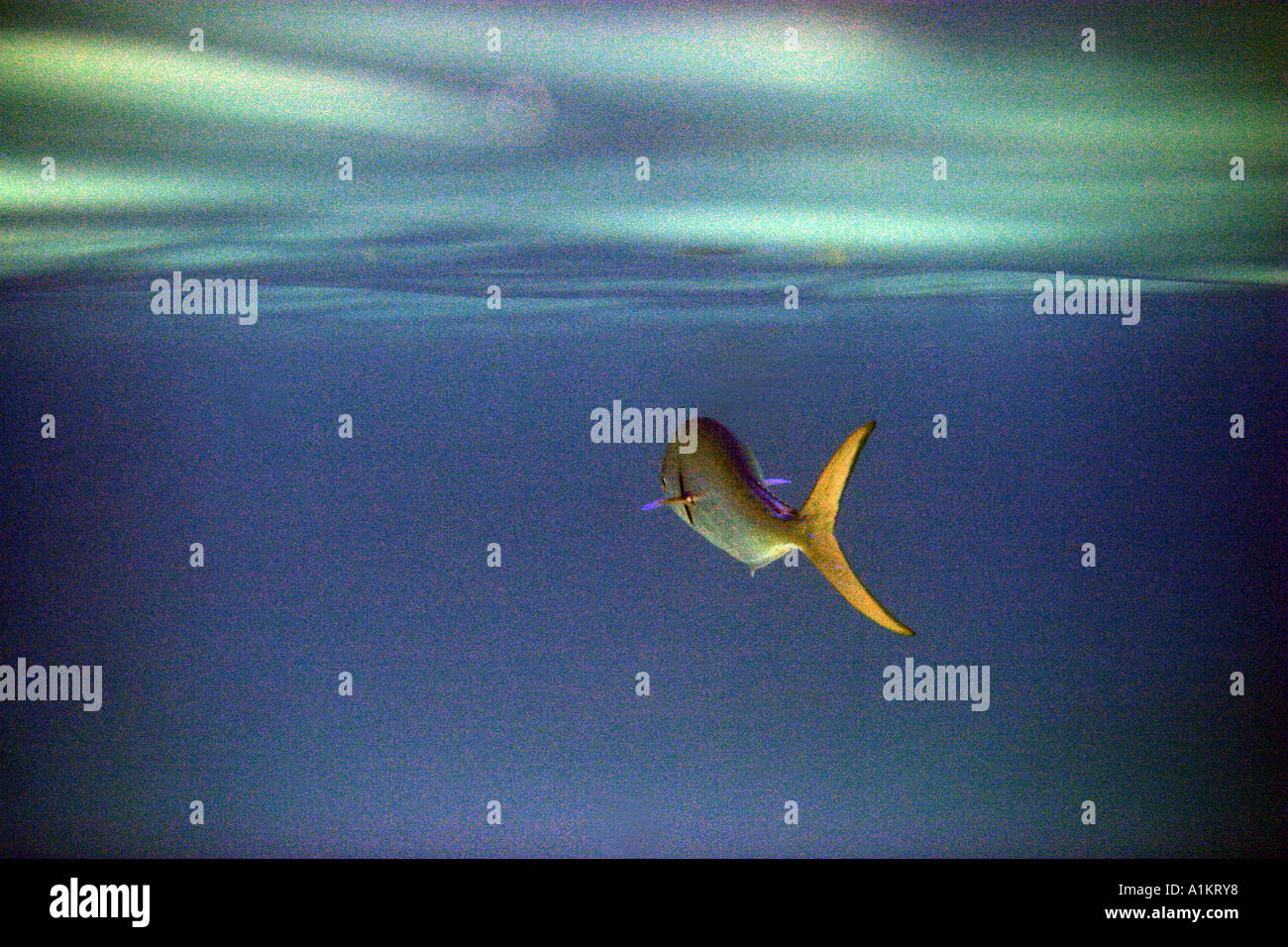 common dolphin (fish),coryphaena hippurus Stock Photo - Alamy