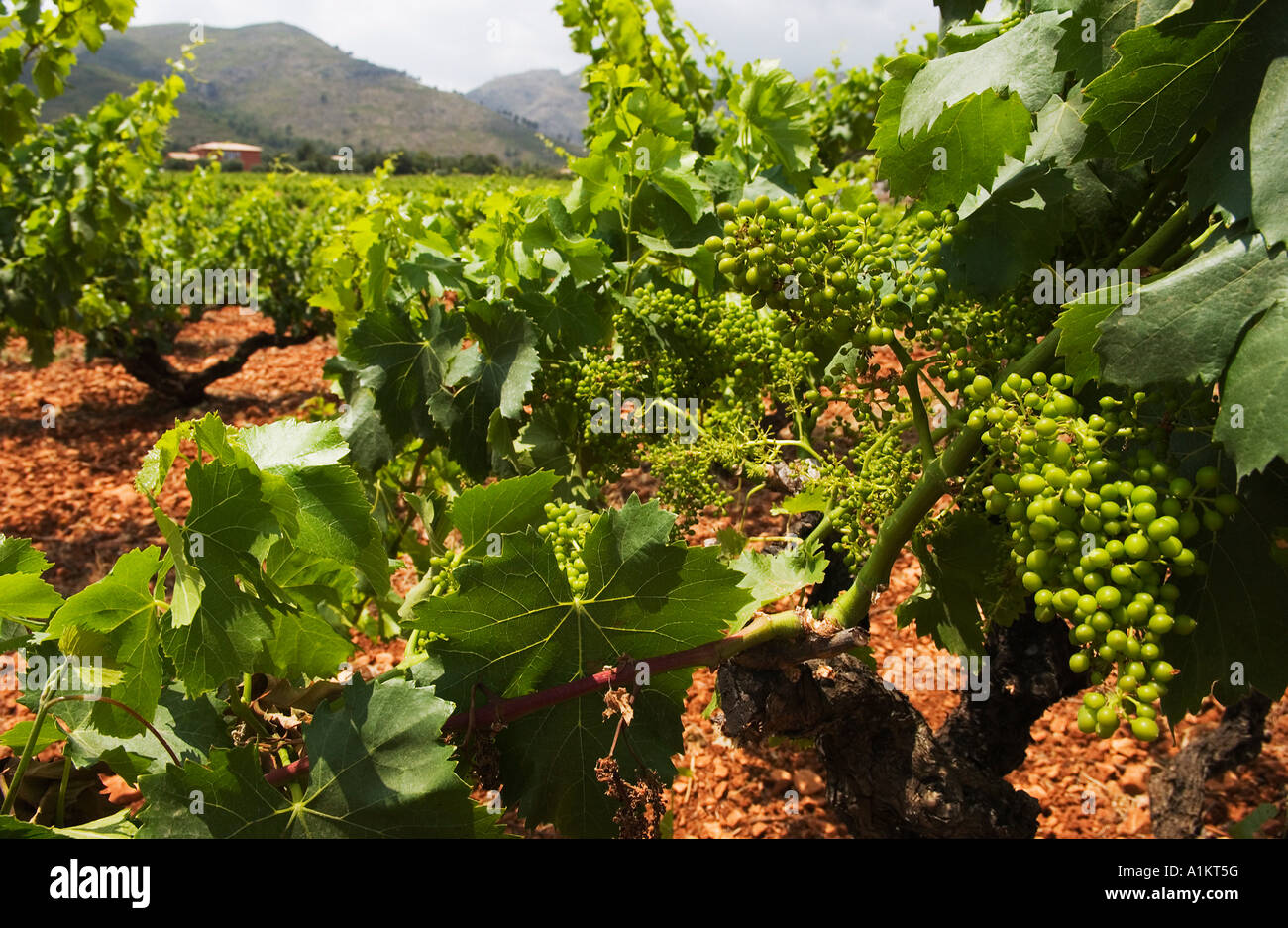 winegrowing in Jalon Valley, Province Alicante, Spain Stock Photo - Alamy