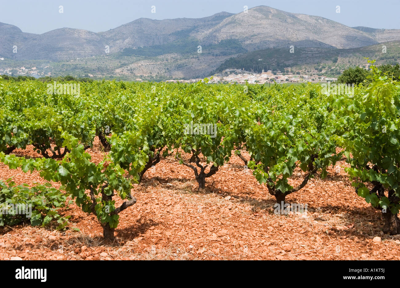 wine growing in Jalon Valley, Province Alicante, Spain Stock Photo - Alamy
