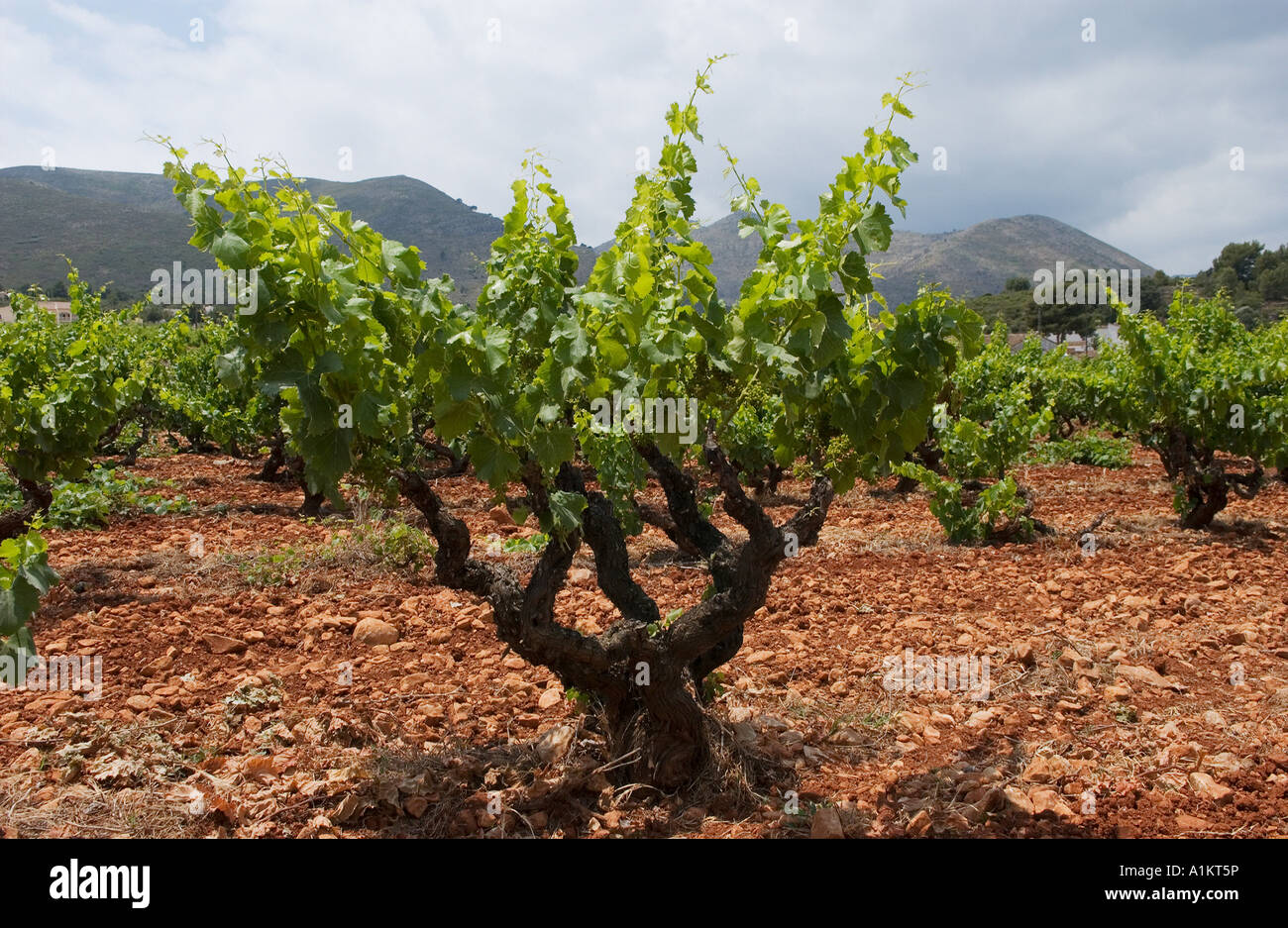 winegrowing in Jalon Valley, Province Alicante, Spain Stock Photo - Alamy