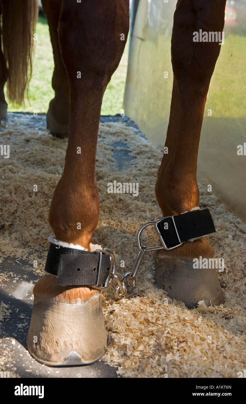 shackled horse legs Stock Photo - Alamy