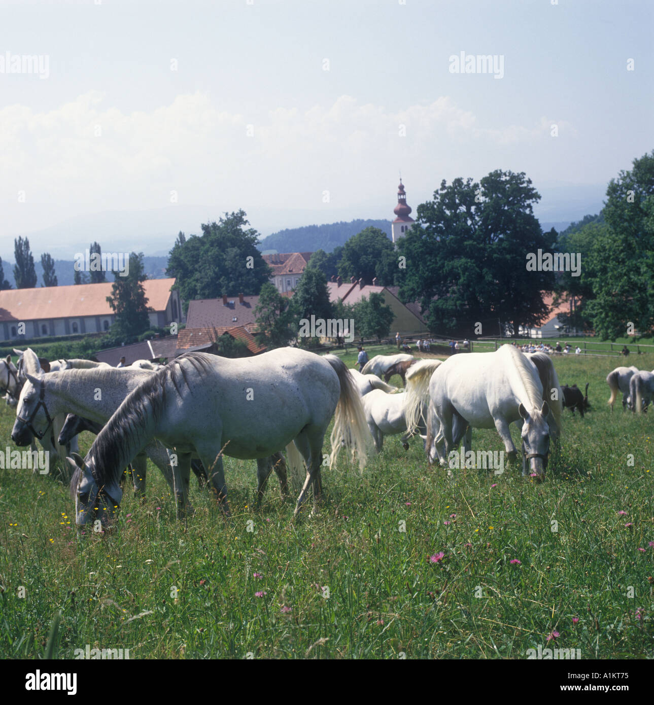 Piber hi-res stock photography and images - Alamy