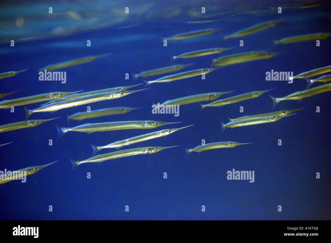 Garfish belone belone hi-res stock photography and images - Alamy