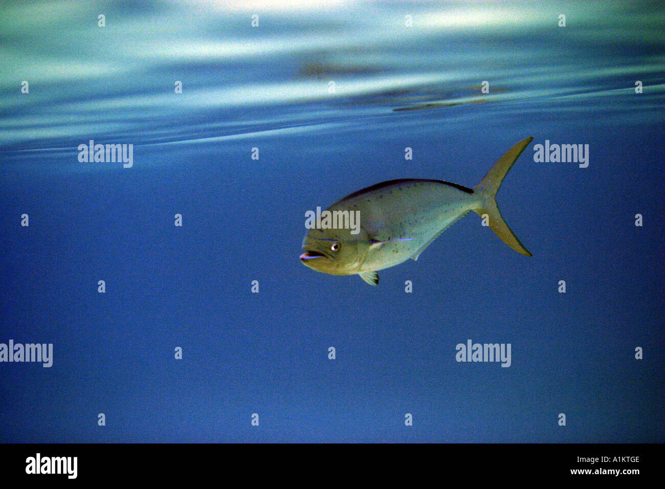 Mahi mahi dolphin fish images hi-res stock photography and images - Alamy