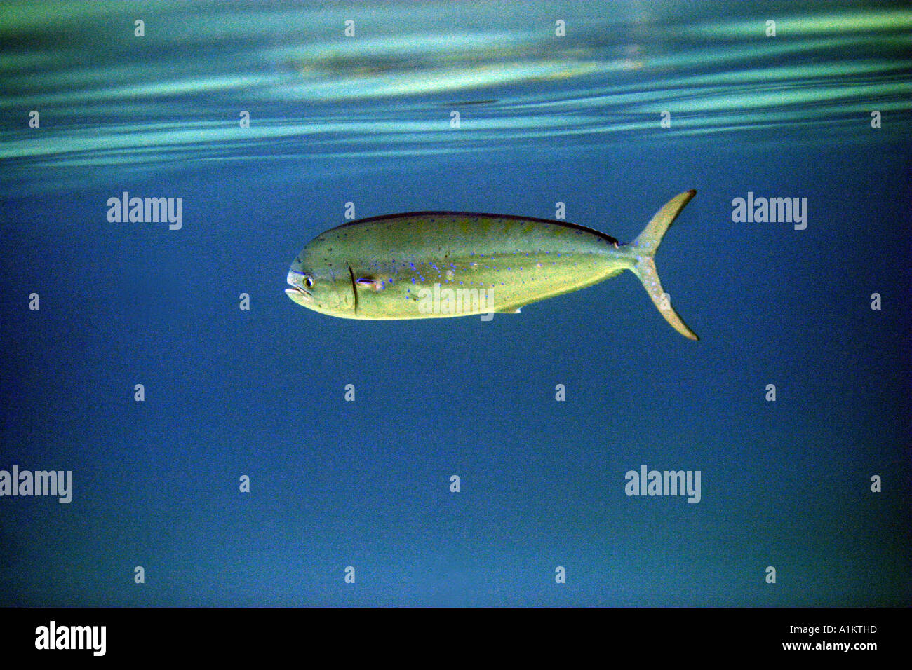 Mahi mahi images hi-res stock photography and images - Alamy