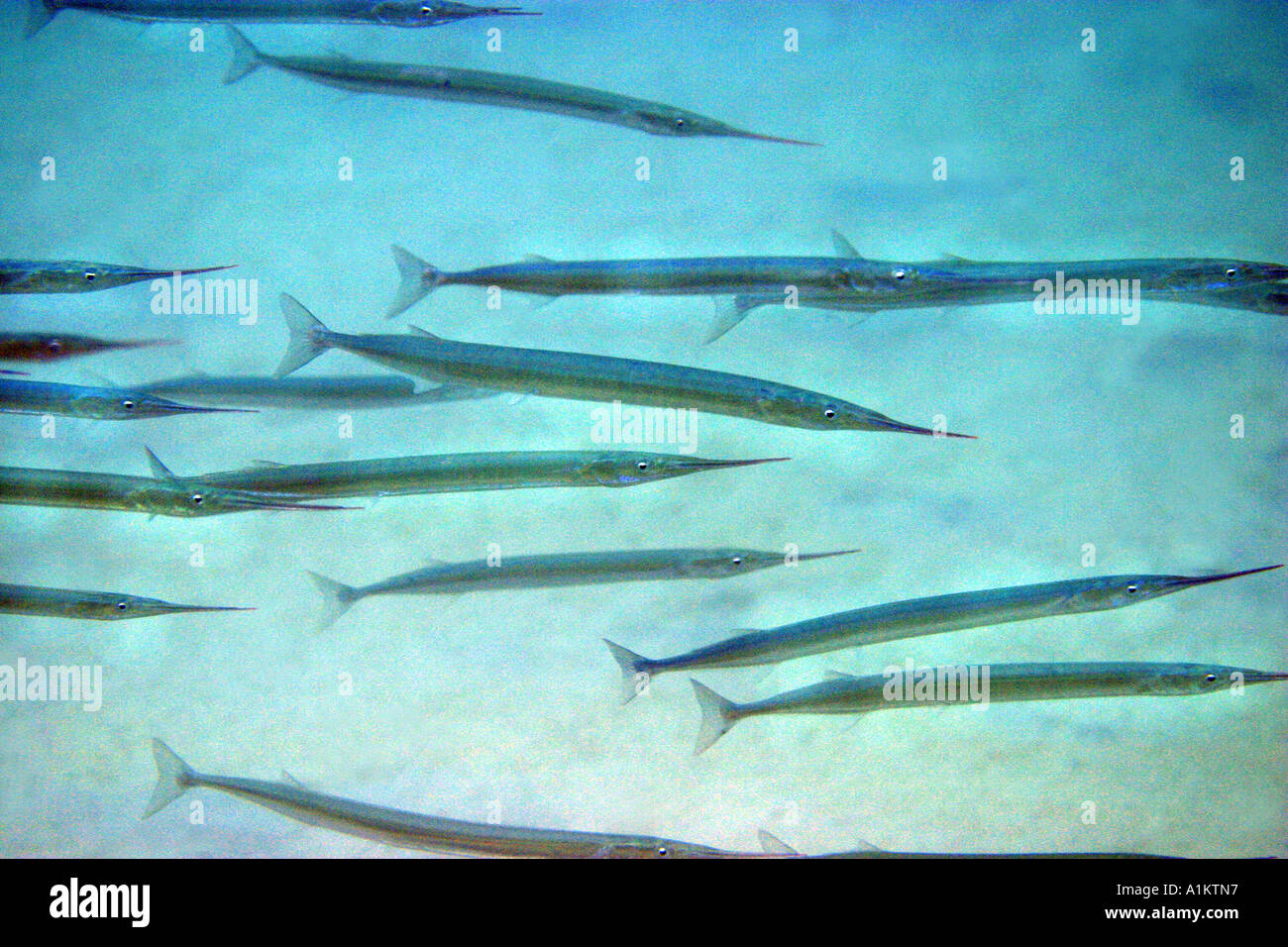 Belone belone needlefish school shoal hi-res stock photography and ...