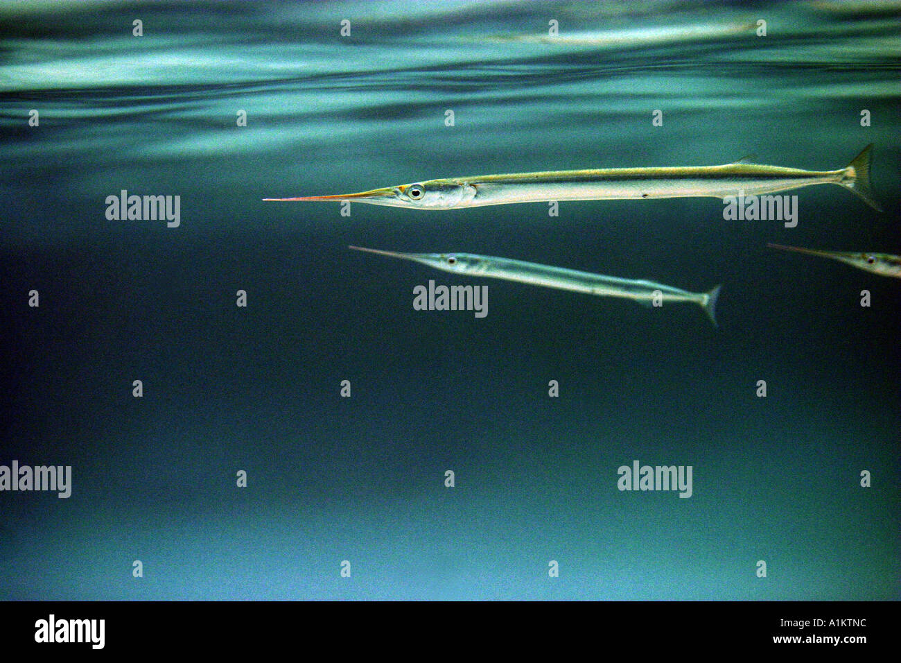 Needlefishes Stock Photos & Needlefishes Stock Images - Alamy