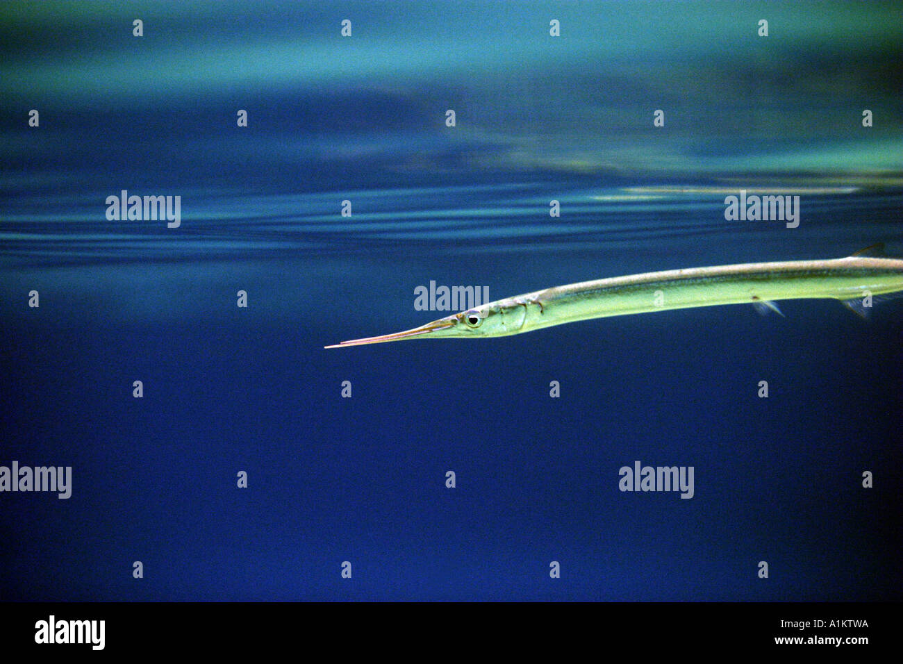 garfish,belone belone, Halkidiki,Greece,Aegean,Mediterranean needlefish ...