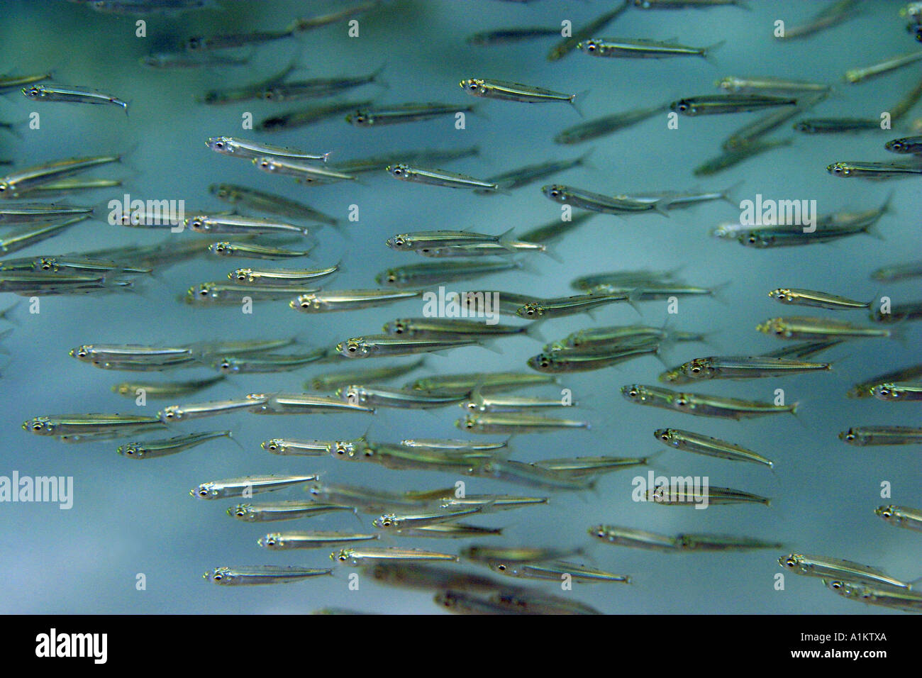 Presbyter hi-res stock photography and images - Alamy