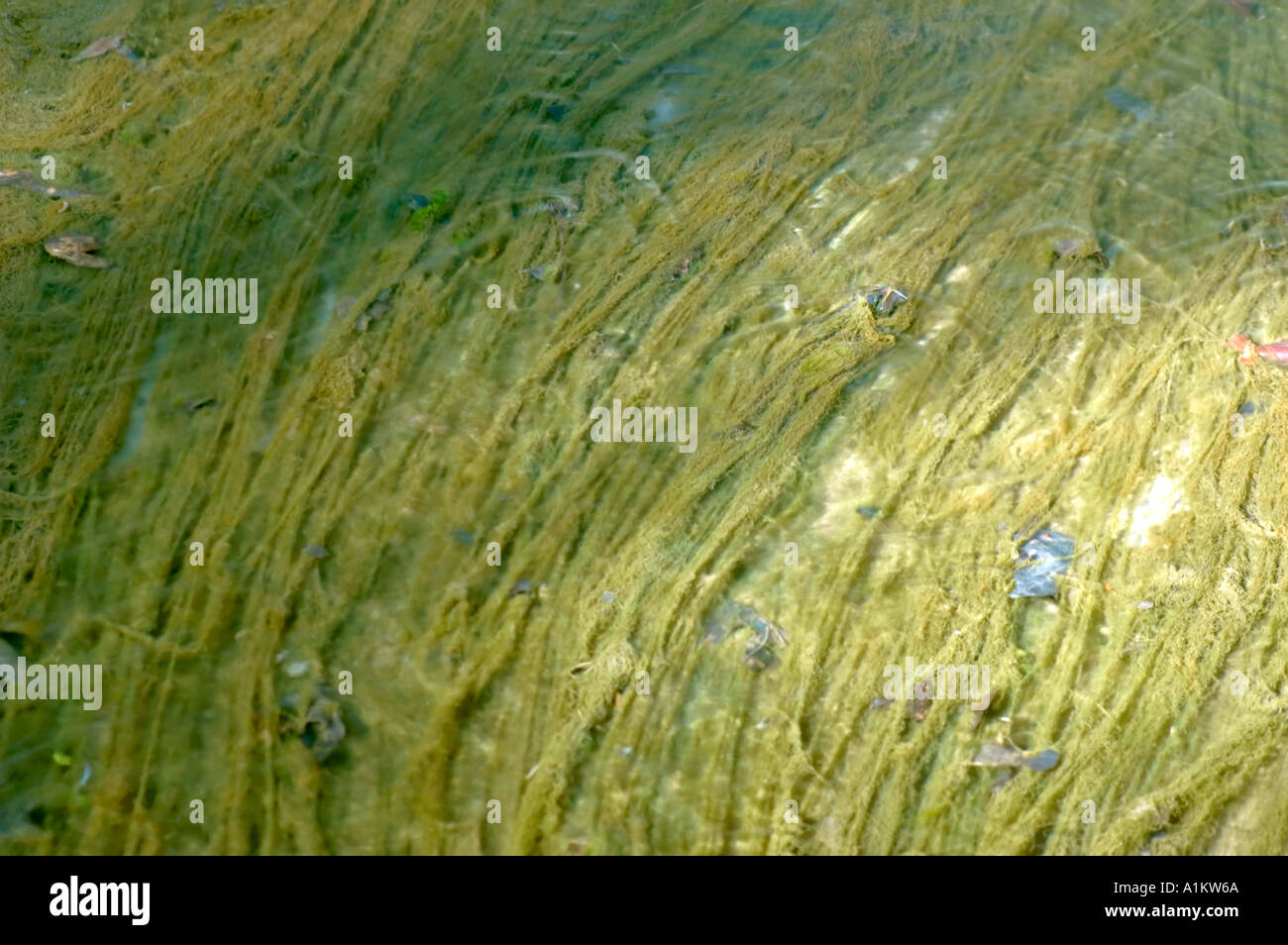 Algae in a crystal clear stream Stock Photo - Alamy