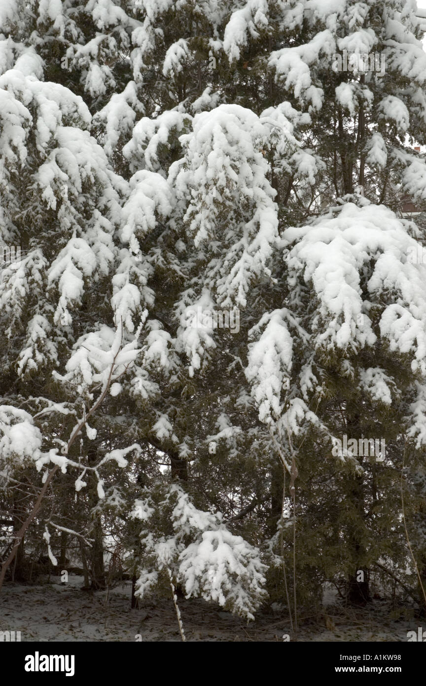 Snowballs pile hi-res stock photography and images - Alamy