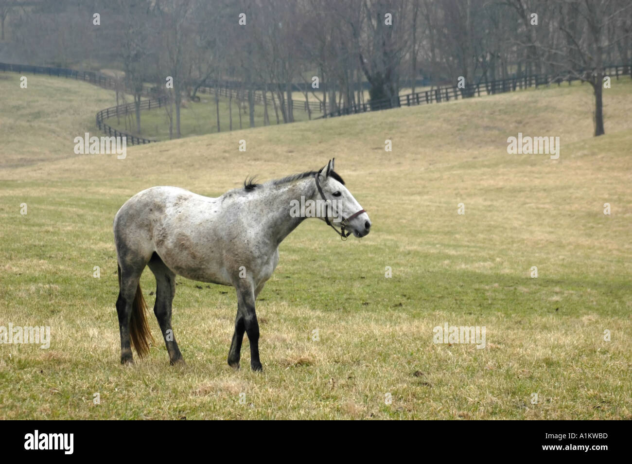 Gray mare horse in a pasture Stock Photo - Alamy