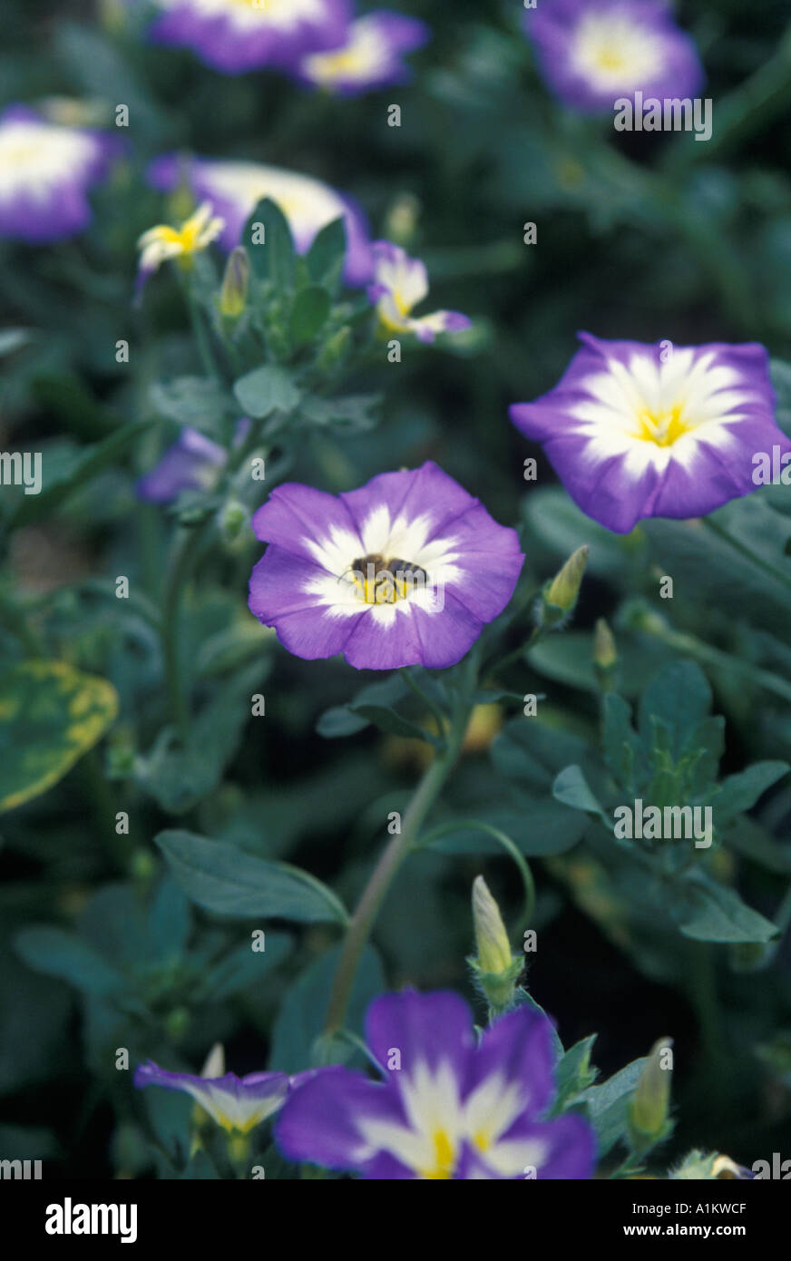Yellow convolvulus hi-res stock photography and images - Alamy