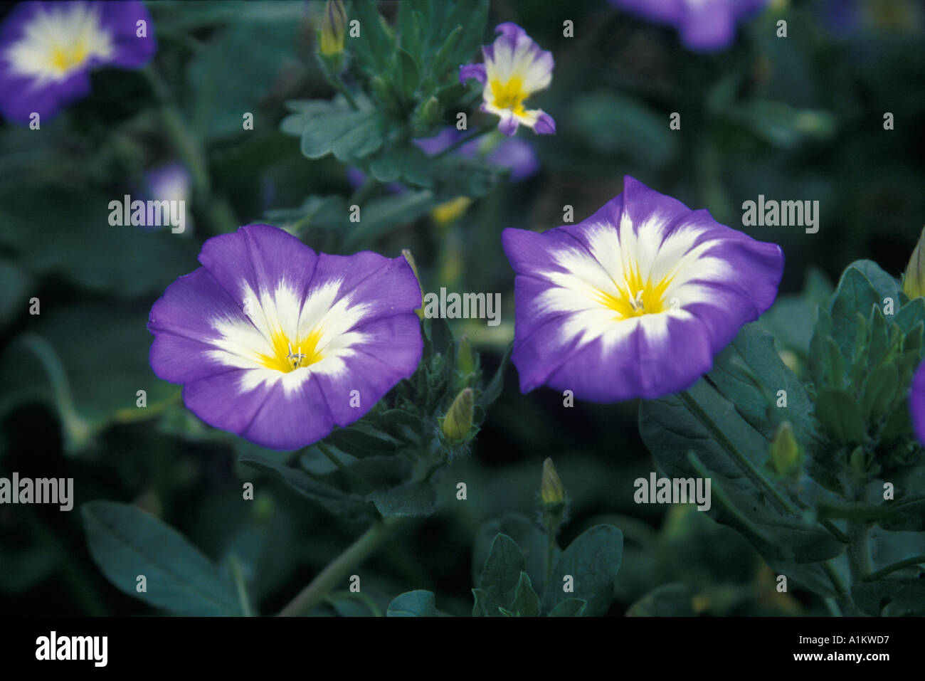 Yellow convolvulus hi-res stock photography and images - Alamy