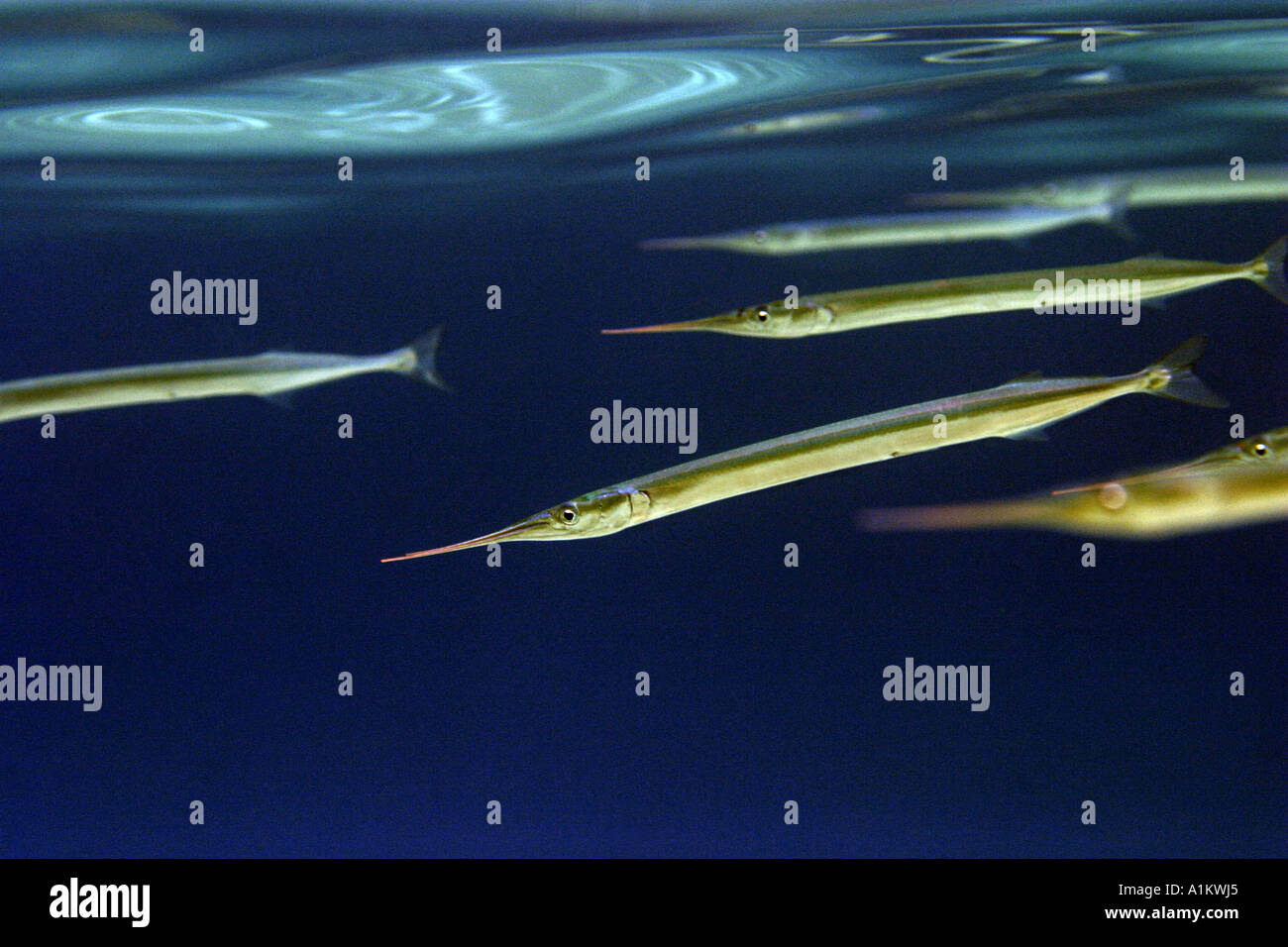 garfish,belone belone, Halkidiki,Greece,Aegean,Mediterranean needlefish ...