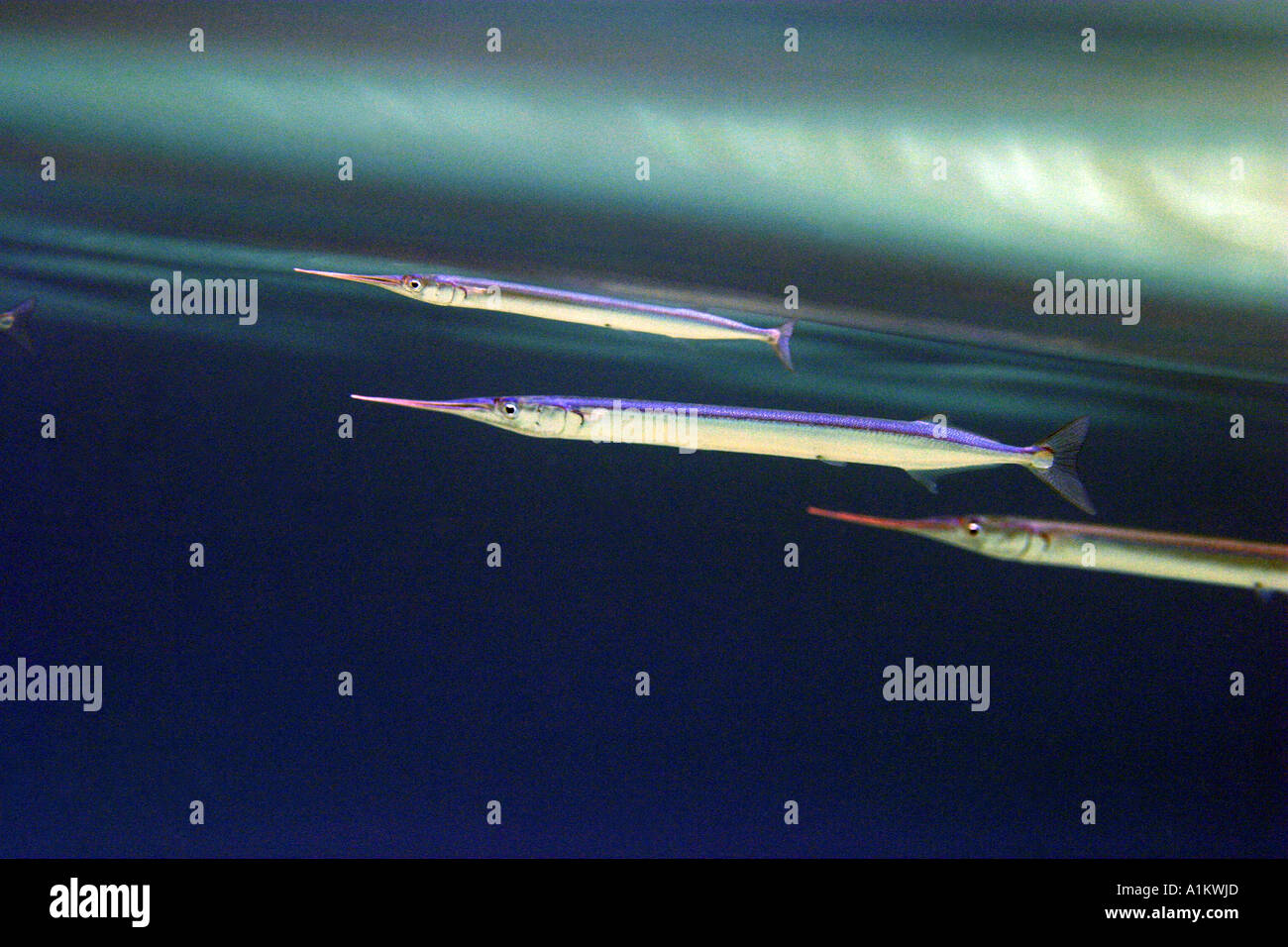 Belone belone needlefish school shoal hi-res stock photography and ...