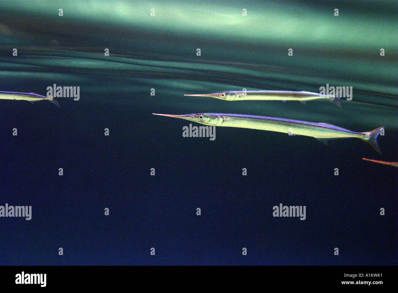 garfish,belone belone, Halkidiki,Greece,Aegean,Mediterranean needlefish ...