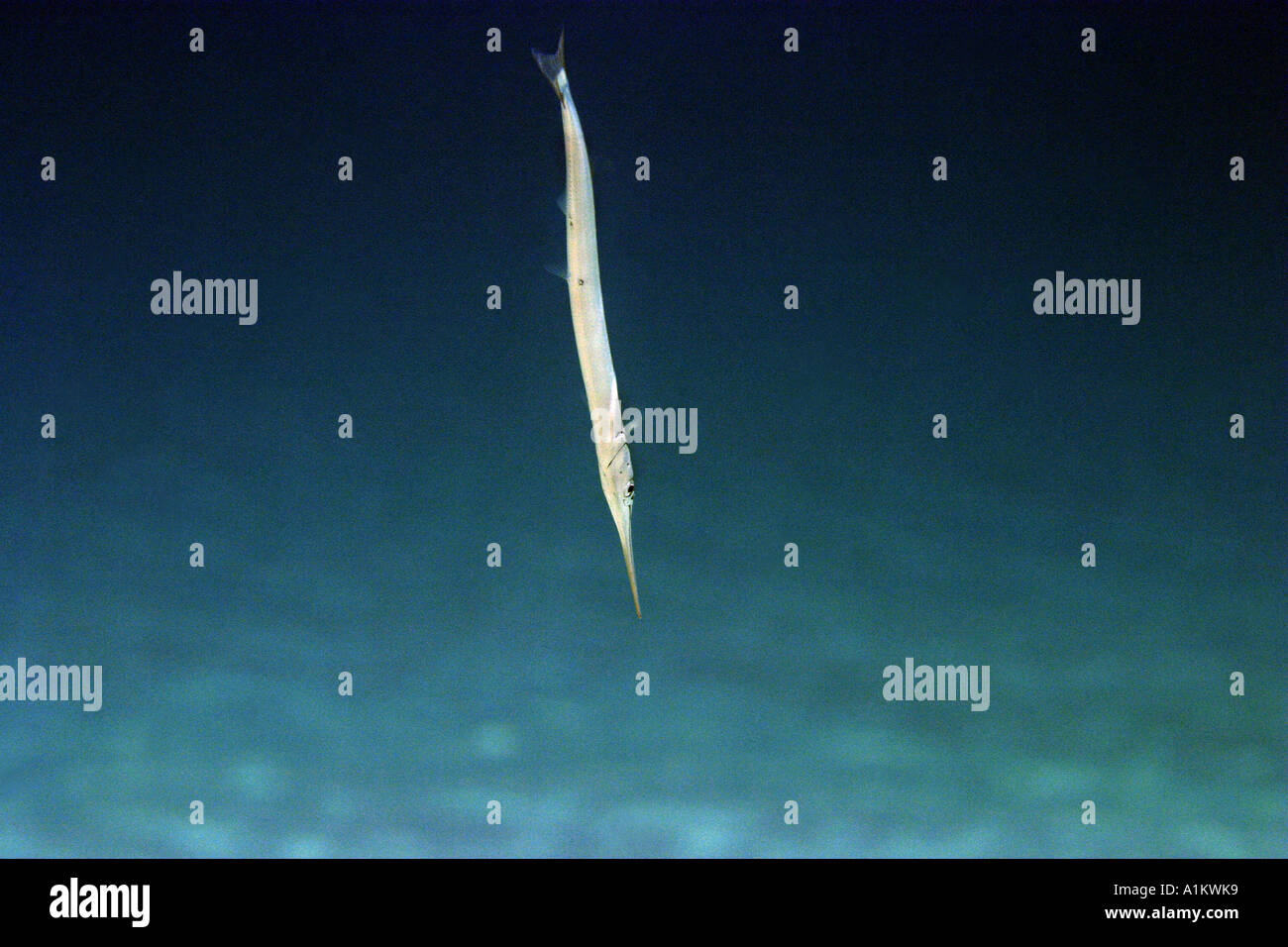 garfish,belone belone, Halkidiki,Greece,Aegean,Mediterranean needlefish ...