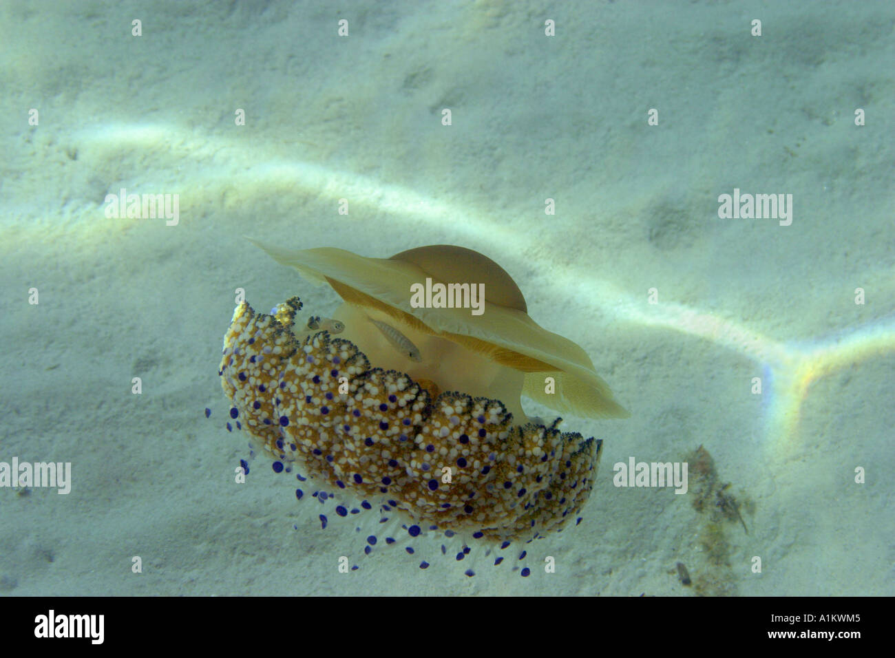 Greece halkidiki jellyfish mediterranean hi-res stock photography and ...