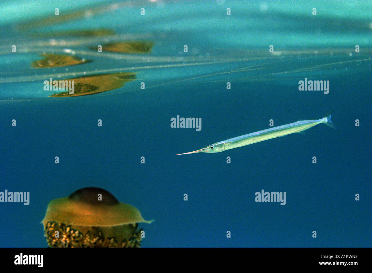 Belone belone cotylorhiza tube hi-res stock photography and images - Alamy