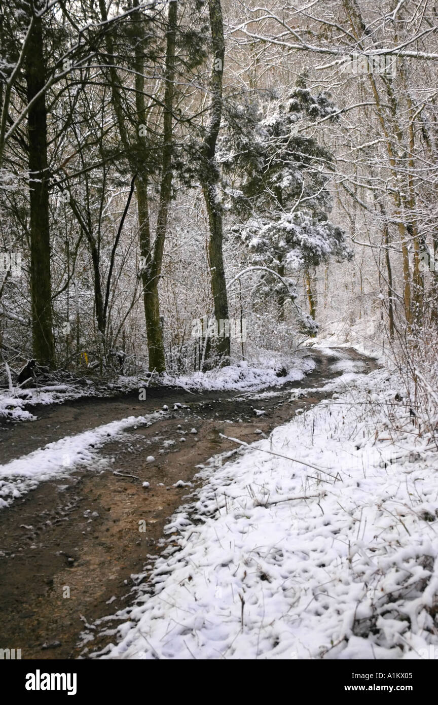 Snowy trail through the woods Stock Photo - Alamy