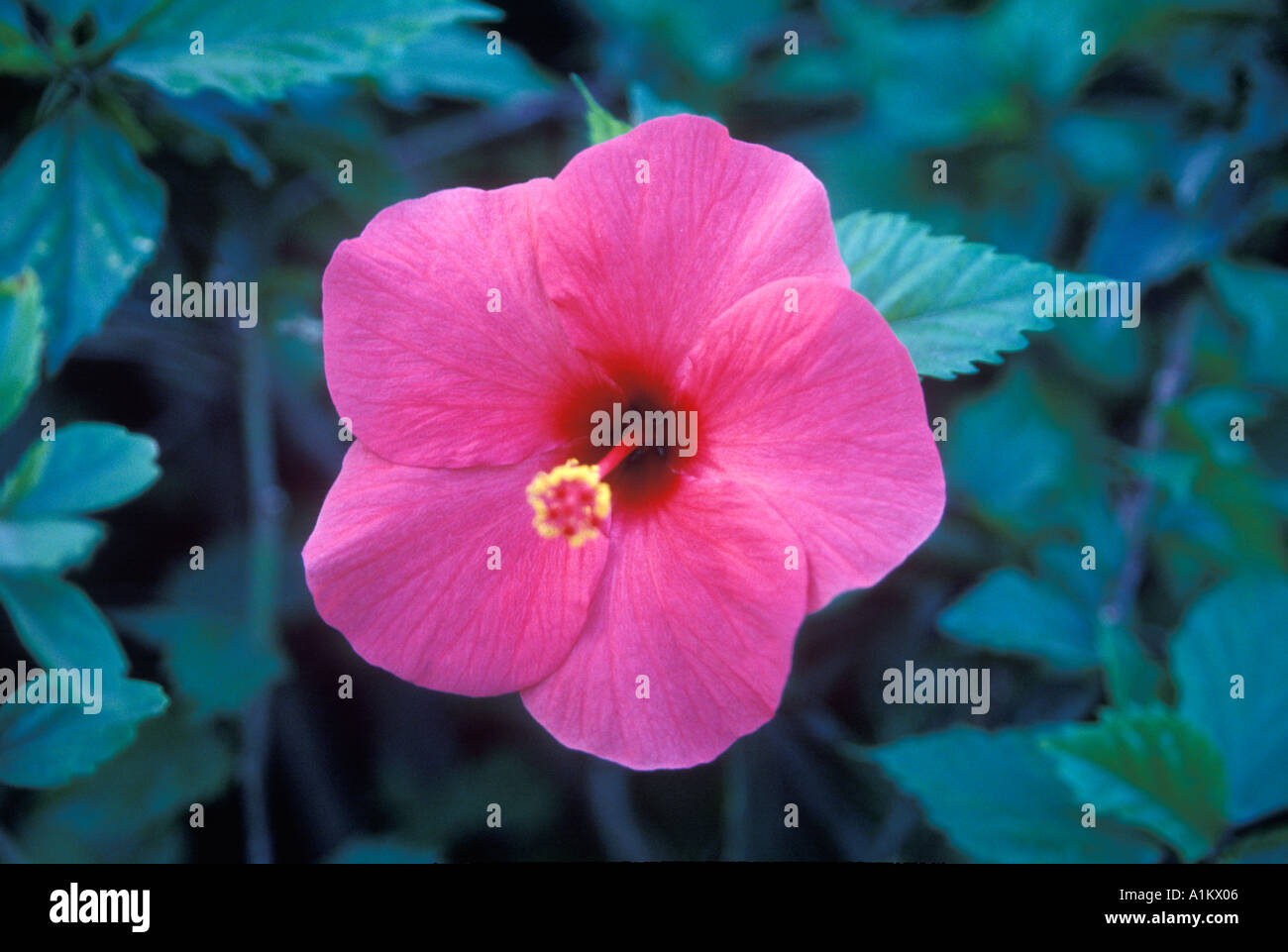Hibiscus flower aesthetic hi-res stock photography and images - Alamy