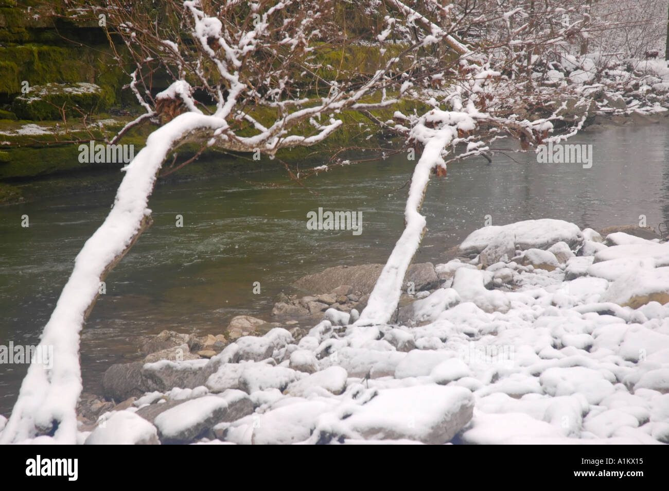 Trees Bent in Parallel Stock Photo - Alamy