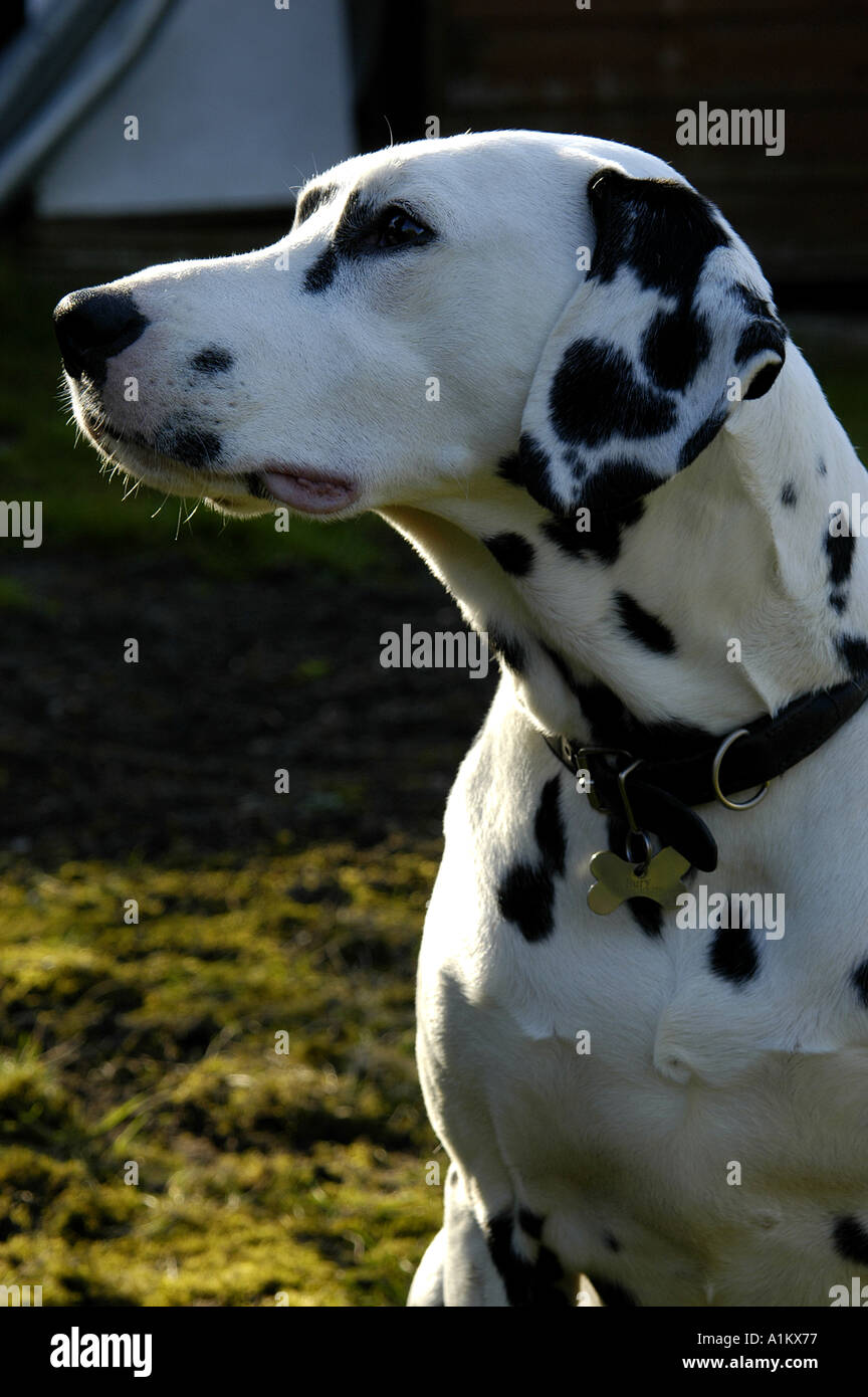 Dalmation dog hi-res stock photography and images - Alamy