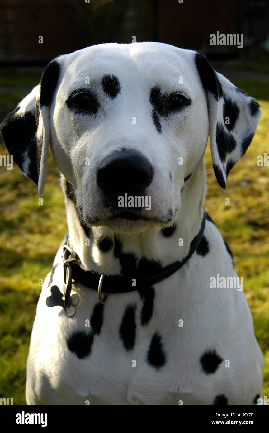 dalmatian dog portrait Stock Photo - Alamy