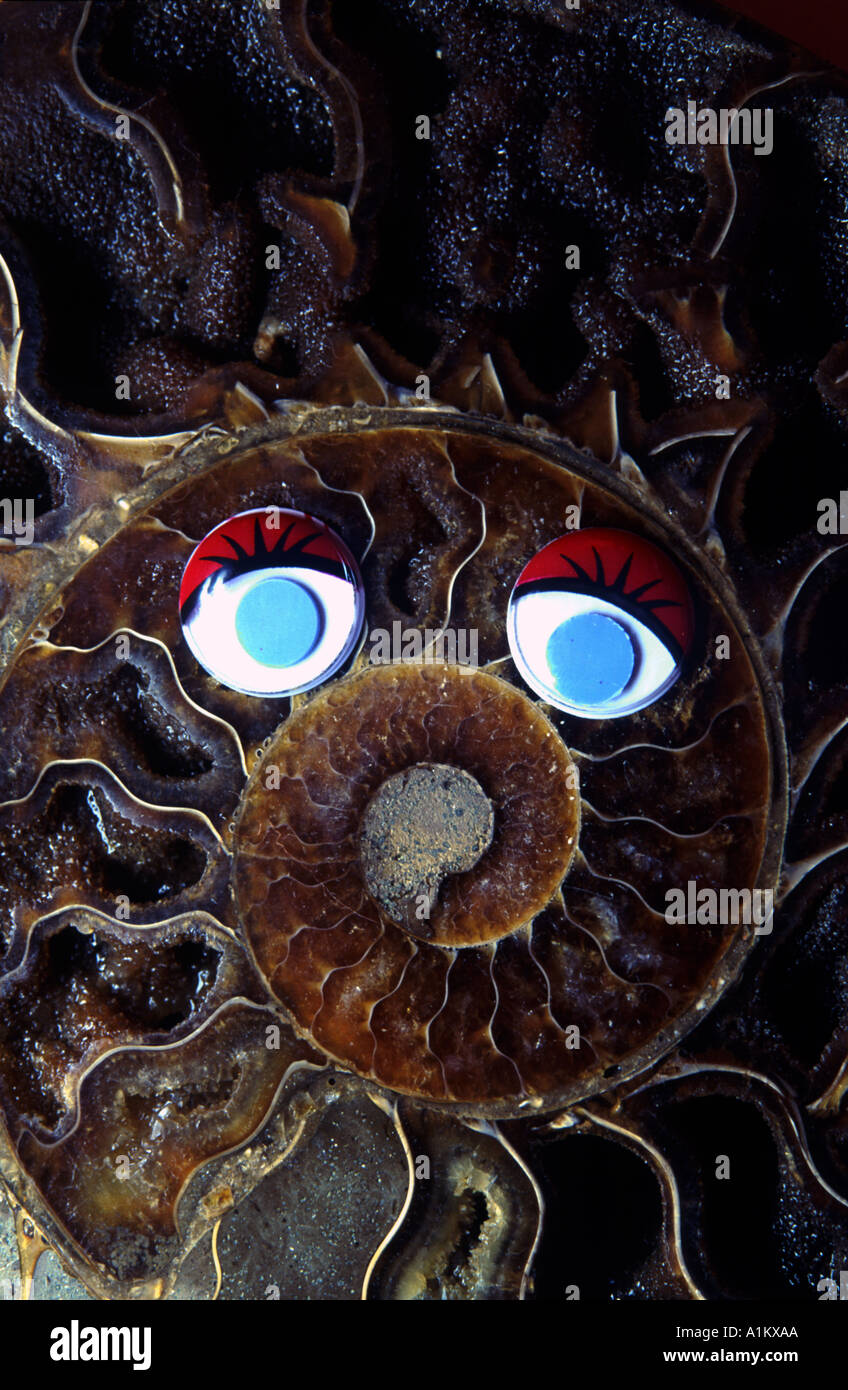 Fossil with googely eyes stuck on Stock Photo - Alamy