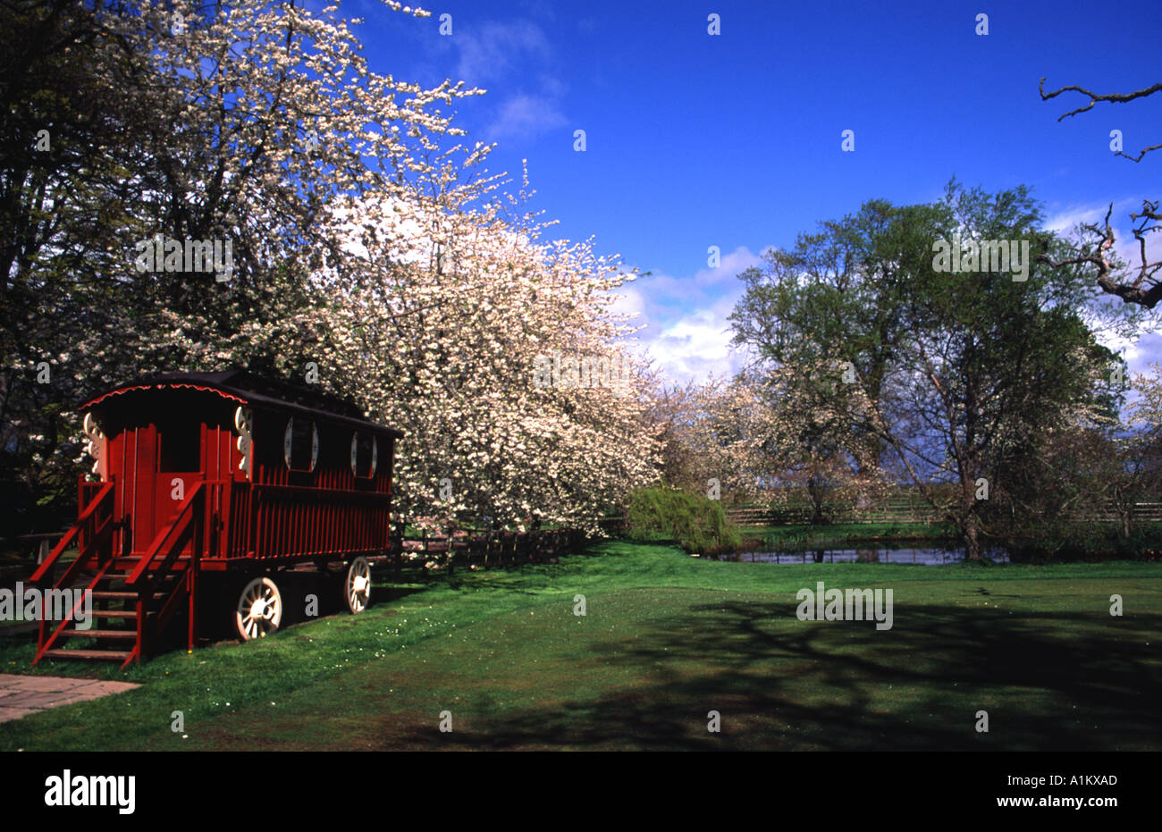 Red and white gypsy horse hi-res stock photography and images - Alamy