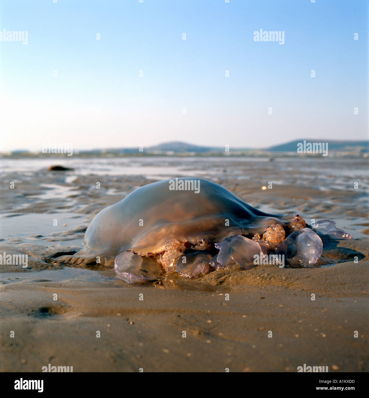 Jellyfish on the beach at Pembrey Country Park South Wales UK Stock ...