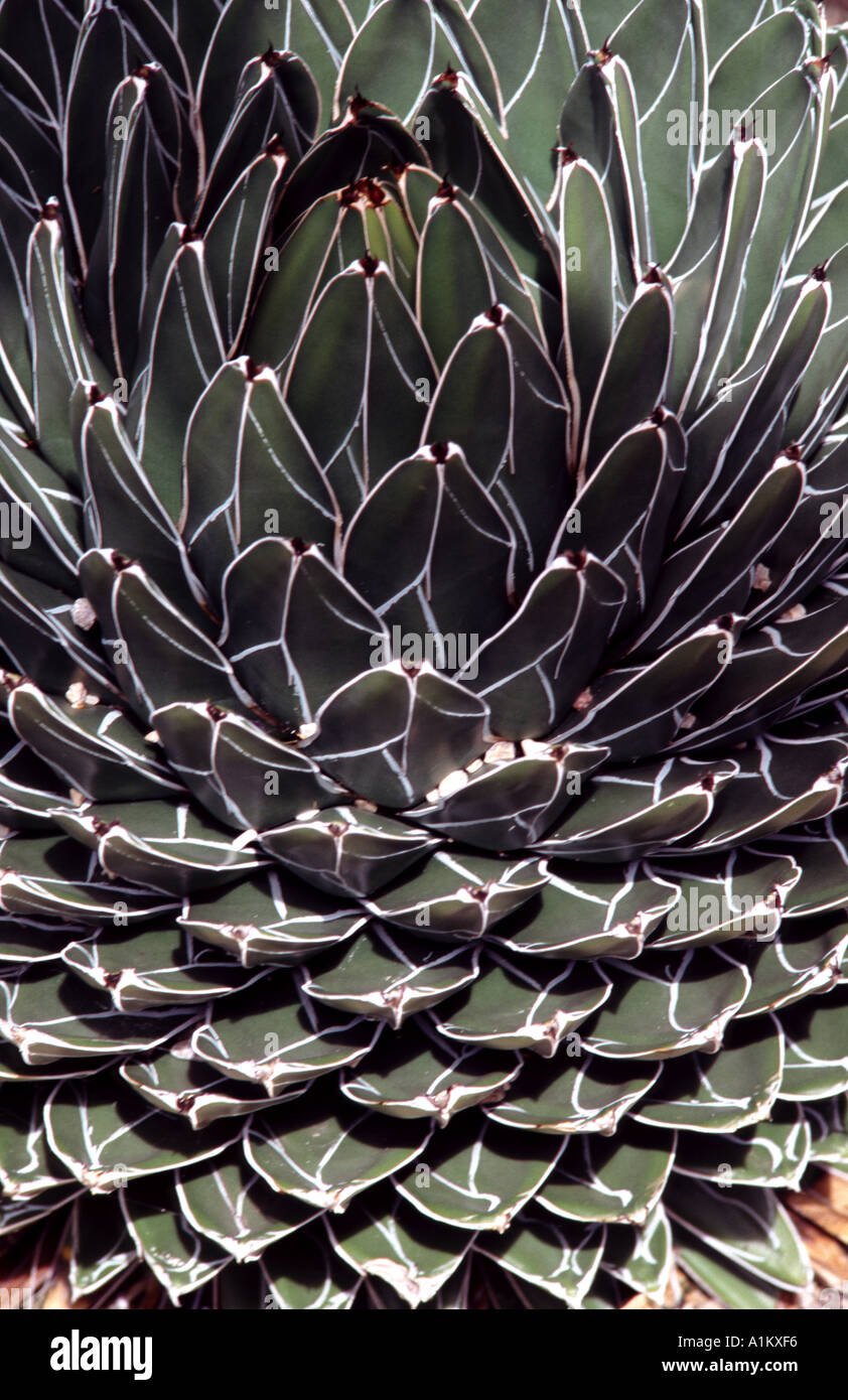Singular succulent hi-res stock photography and images - Alamy