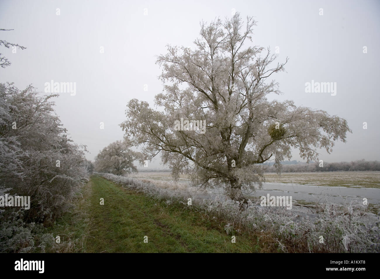 Winter flooding of meadows at the Coombe Hill Nature Reserve ...