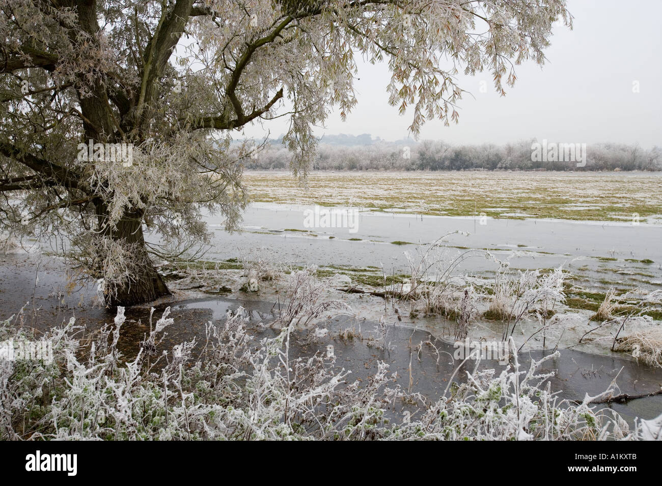 Winter flooding of meadows at the Coombe Hill Nature Reserve ...