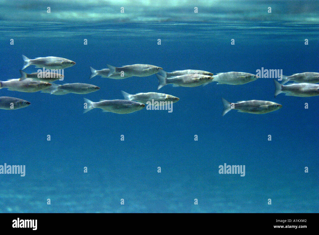 thin-lipped grey mullet,liza ramada Halkidiki,Greece,Aegean ...