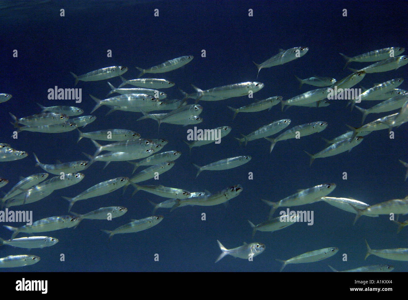 sardine,round sardinella,sardinella aurita,Halkidiki,Greece,Aegean ...