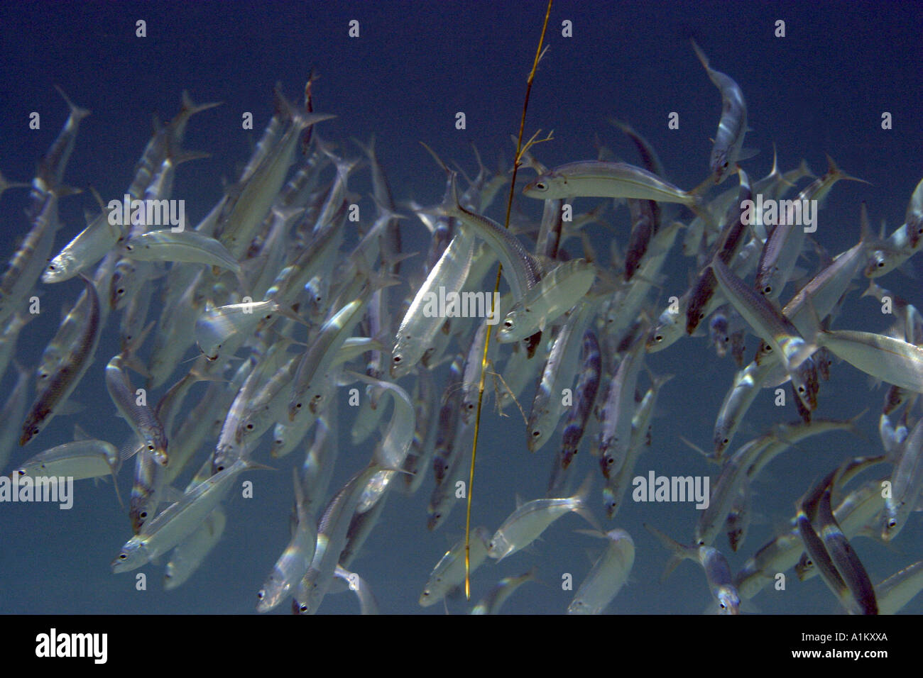sardine,round sardinella,sardinella aurita,Halkidiki,Greece,Aegean ...