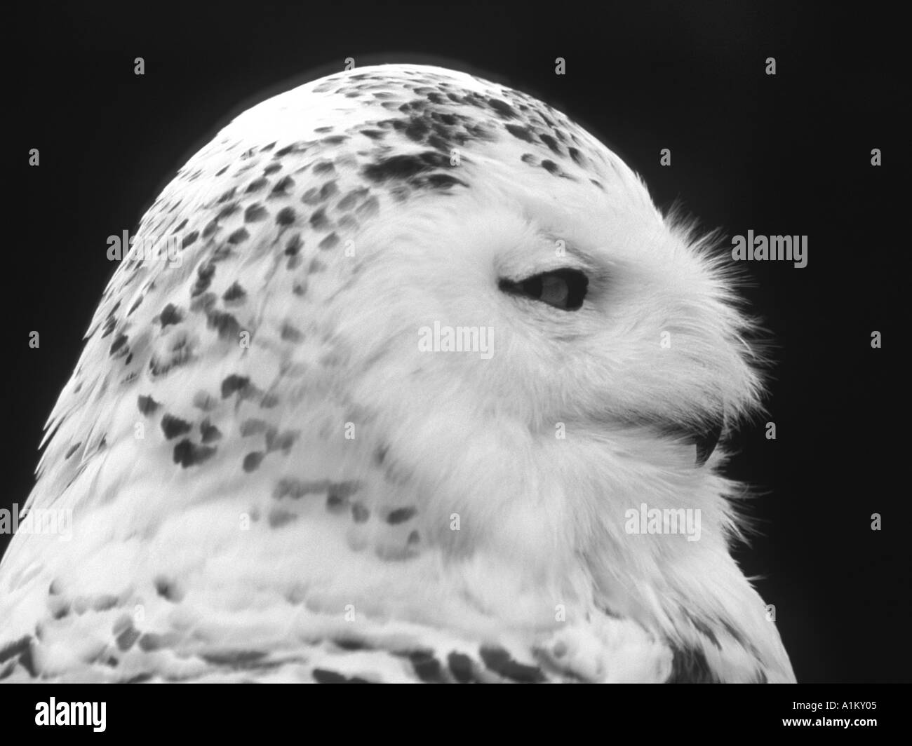 Mono close up portrait of snowy owl side profile head and shoulders ...