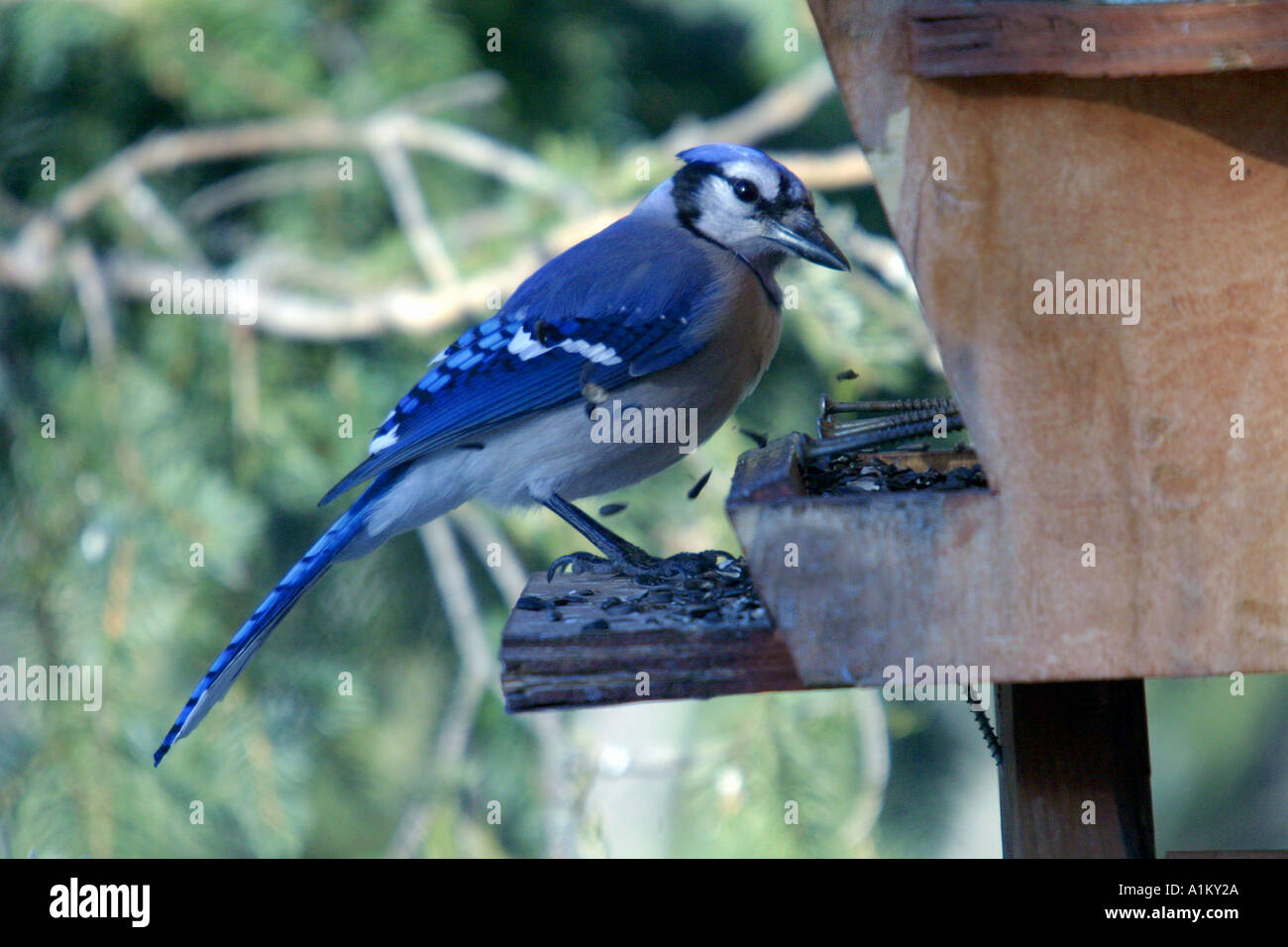 Birds of North America Blue Jay; Cyanocitta cristata Stock Photo - Alamy