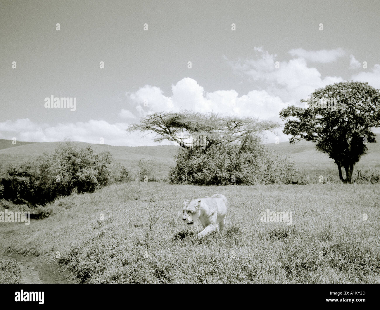 World Safari Traveller. Prowling lion Wildlife in the Ngorongoro Crater ...
