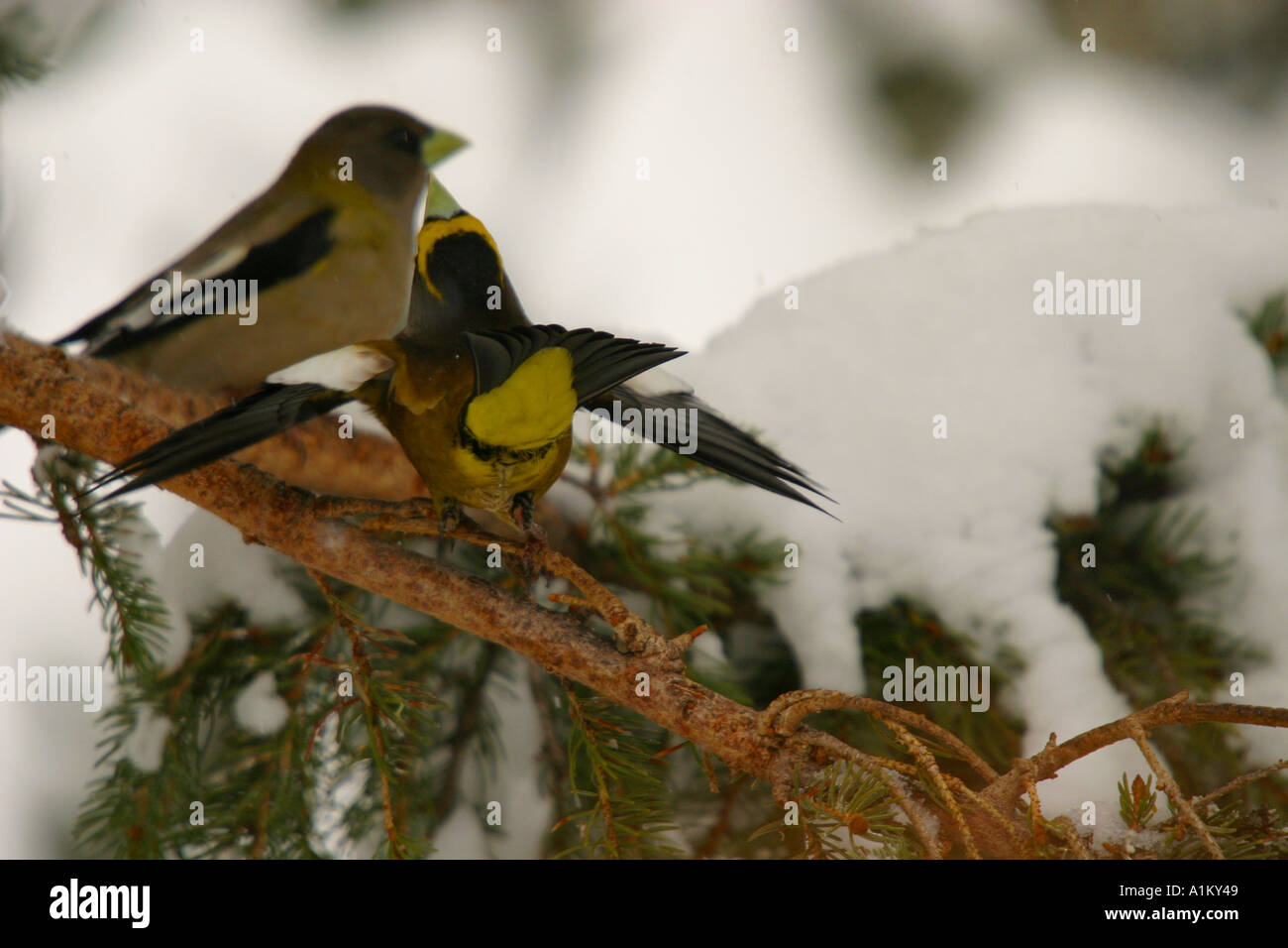 Sturdy birds hi-res stock photography and images - Alamy