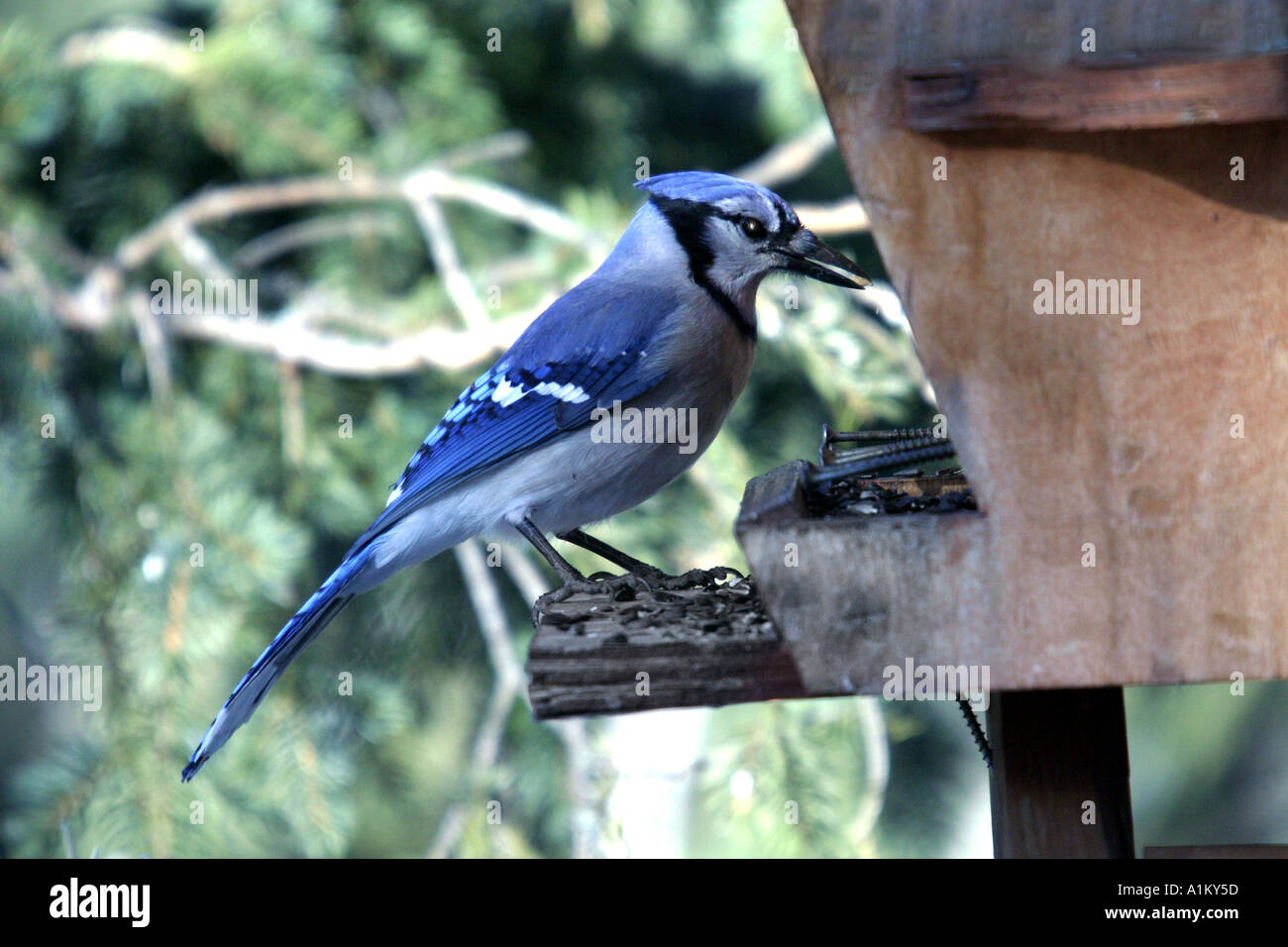 Birds of North America Blue Jay; Cyanocitta cristata Stock Photo - Alamy